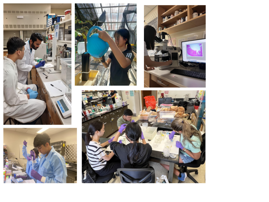University of Hawaii Summer Science Program | International School ...